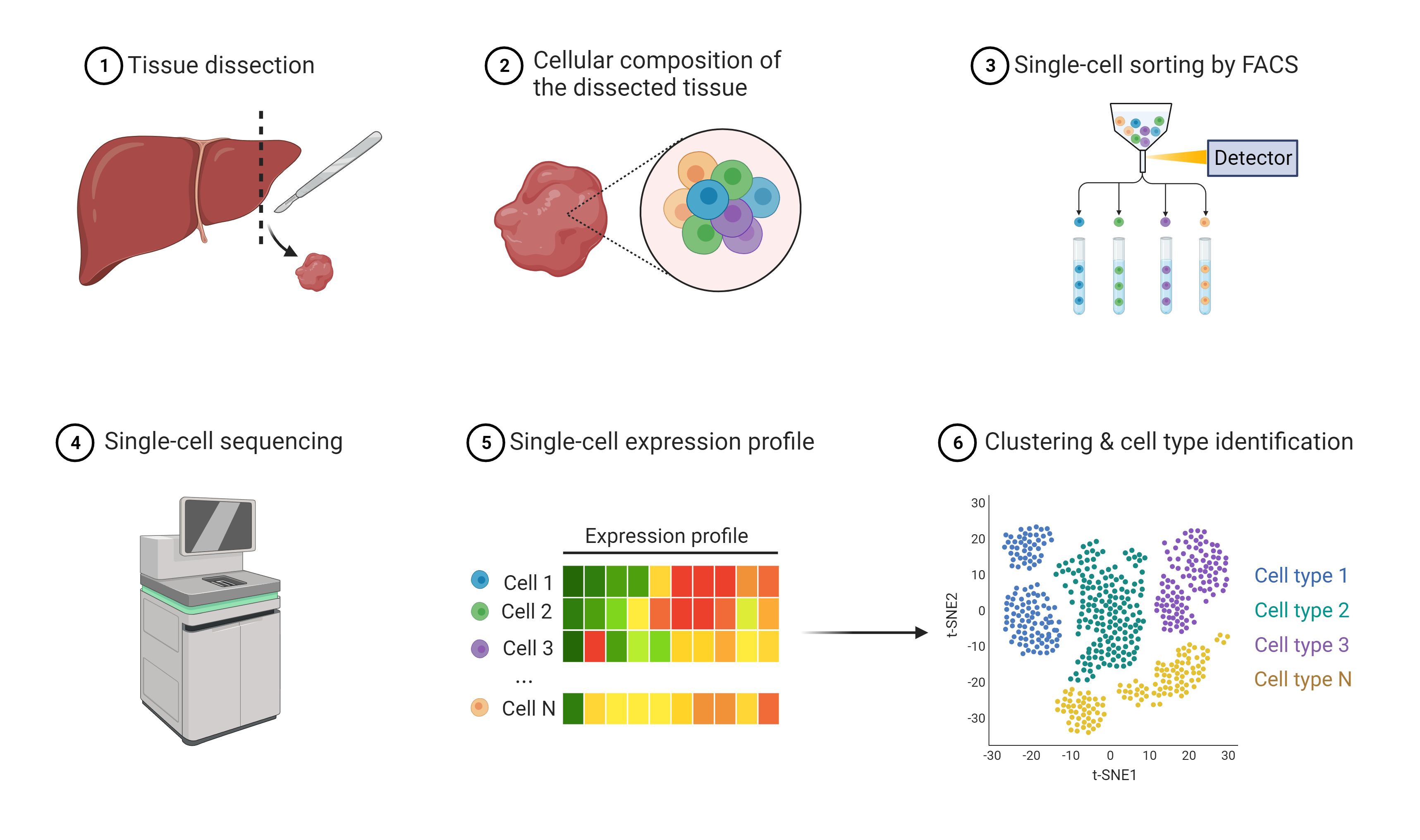 Single Cell RNA Sequencing (scRNA-seq) | AAT Bioquest
